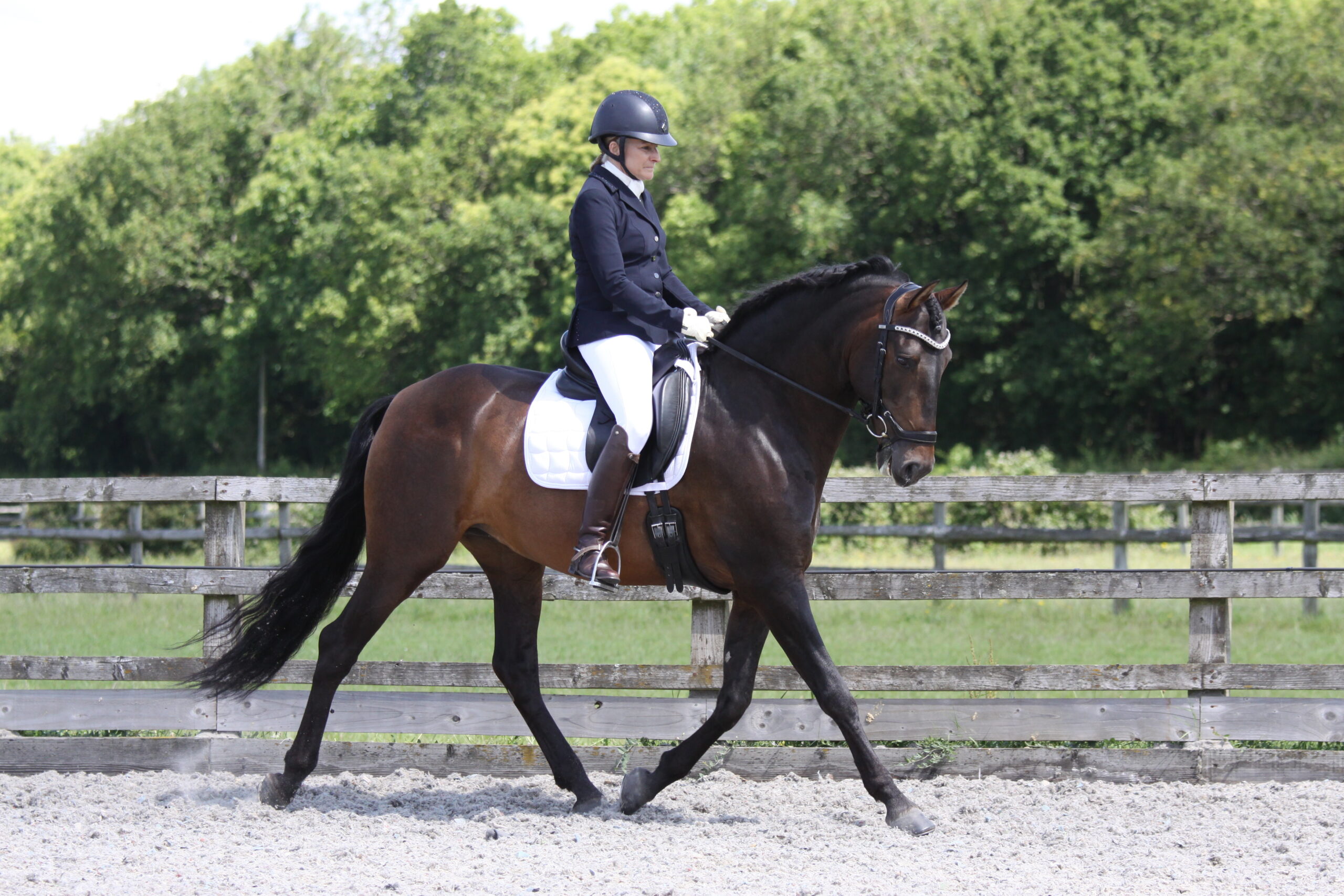 Speedgate’s Unaffiliated Dressage Results - Speedgate Blog